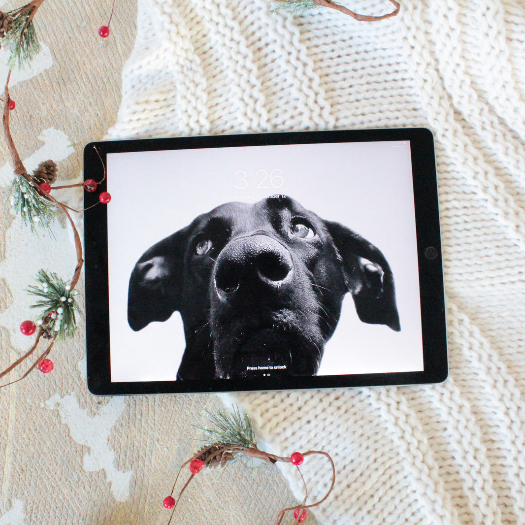 Beautiful Custom-Printed Pet Photo Portraits by Perkie Prints