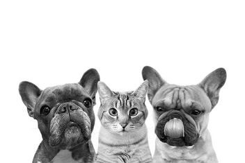 Custom Multi-Pet Portrait From Your Photos | Perkie Prints